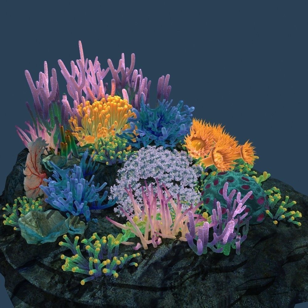 Coral reef 3D model | CGTrader