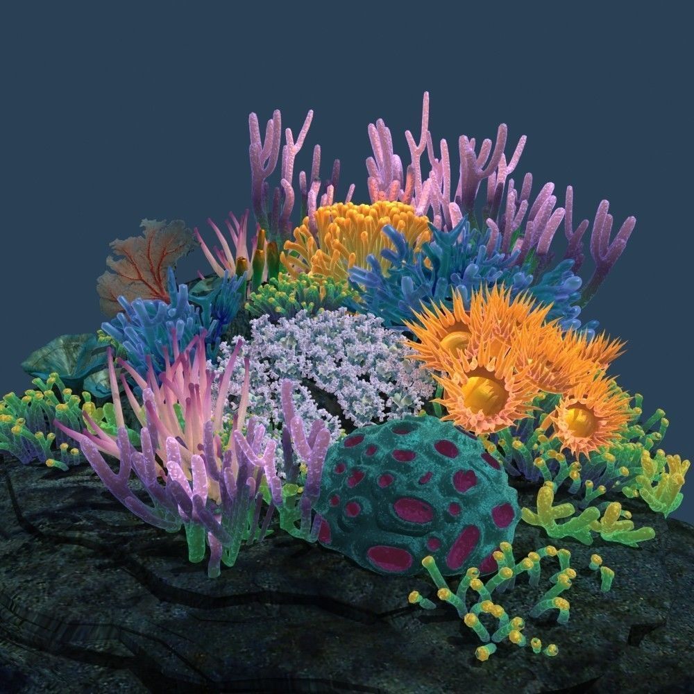 Coral reef 3D model | CGTrader
