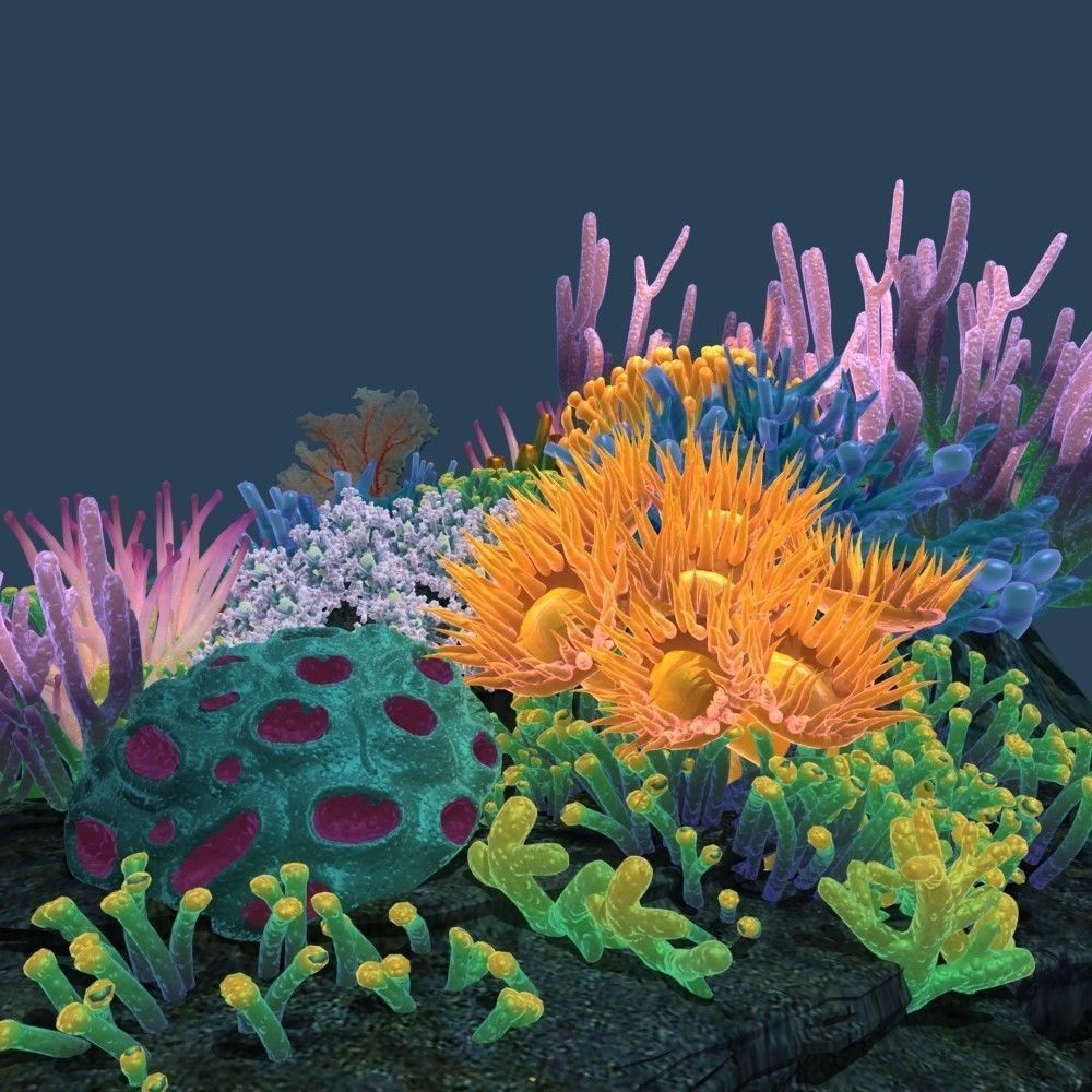 Coral reef 3D model | CGTrader