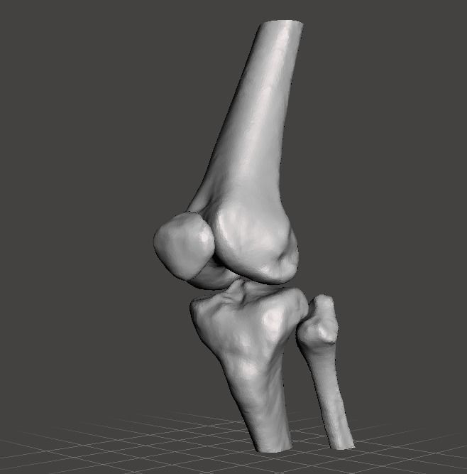 Left knee joint - female 3D model 3D model | CGTrader