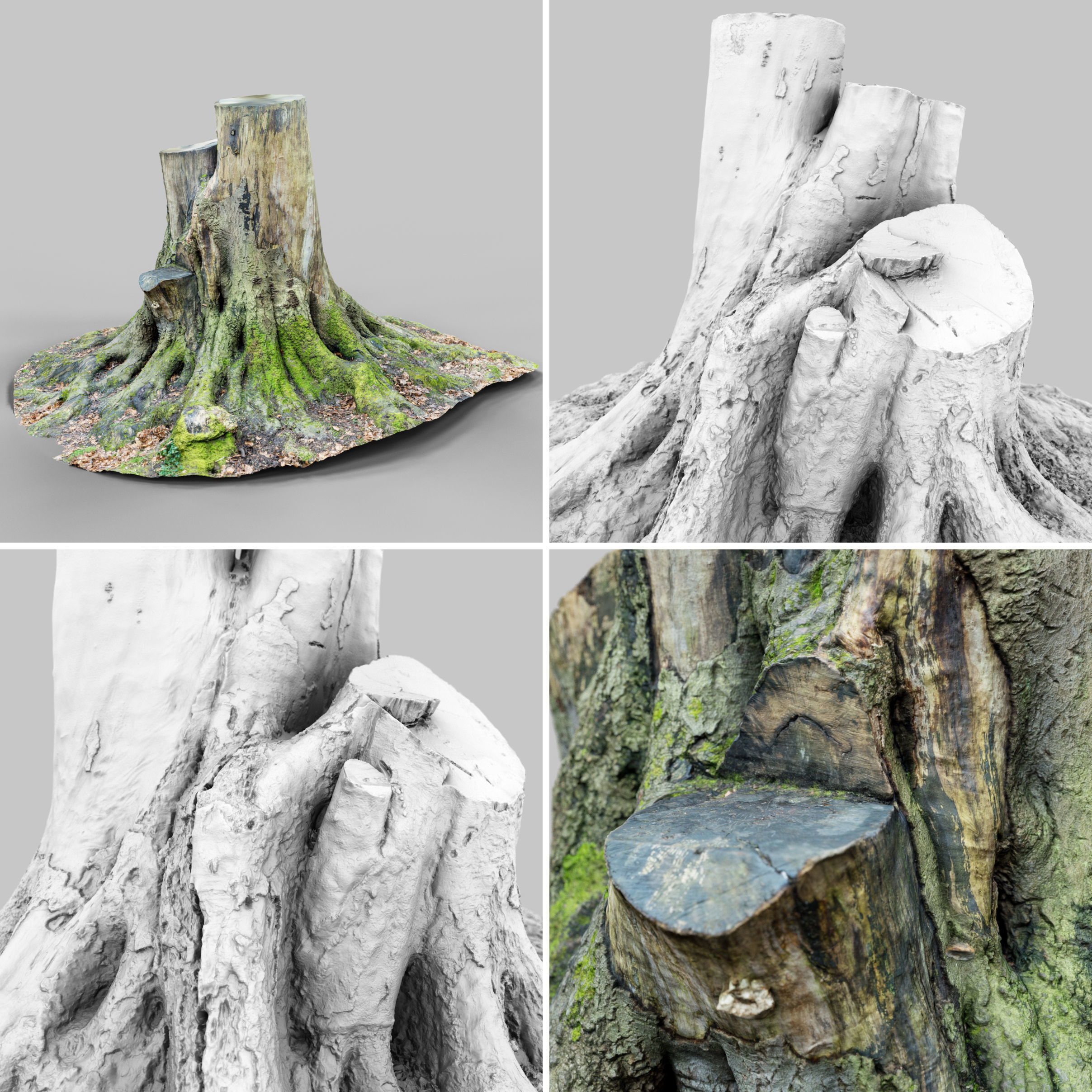 3D model 16 Realistic Forest Trees VR / AR / low-poly | CGTrader
