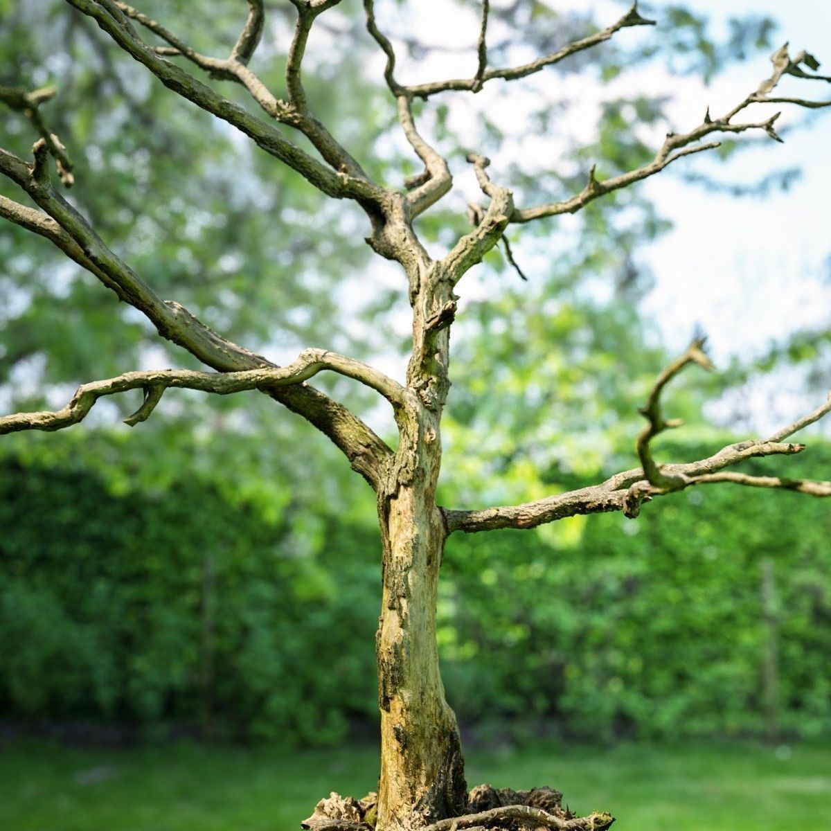 3D model 16 Realistic Forest Trees VR / AR / low-poly | CGTrader