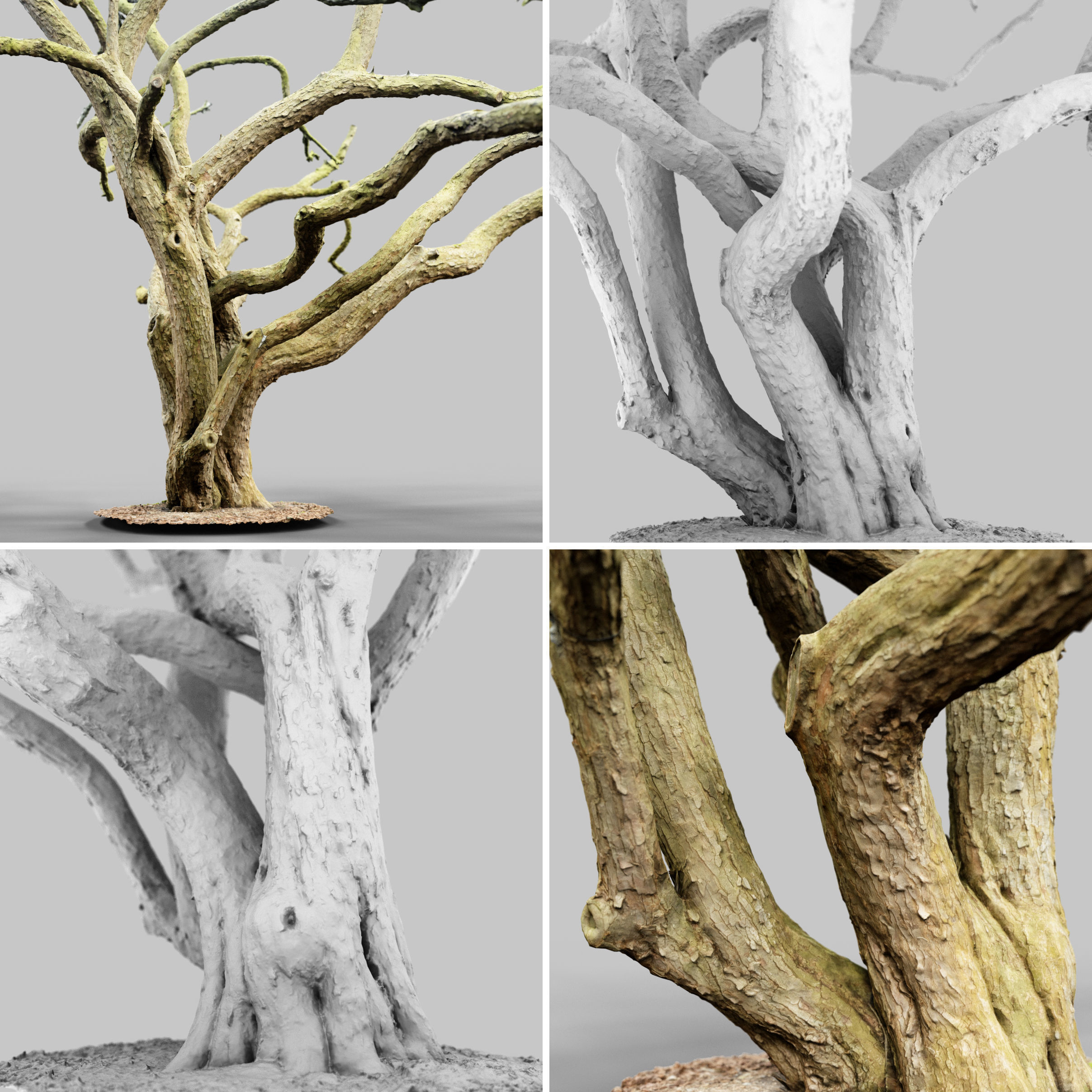 3D model 16 Realistic Forest Trees VR / AR / low-poly | CGTrader