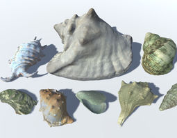 Seashell 3D Models | CGTrader