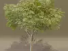 American Elm 3D model | CGTrader