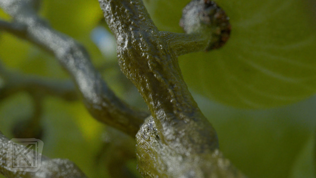 3D model Grapes Single Fruit Bunches and Model Kit VR / AR / low-poly ...