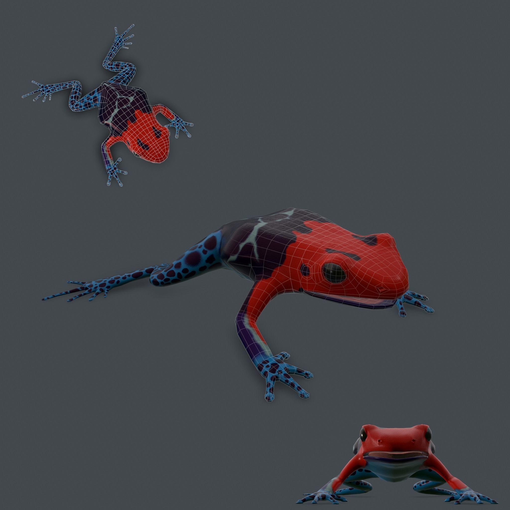 3D model Dart frog VR / AR / low-poly | CGTrader