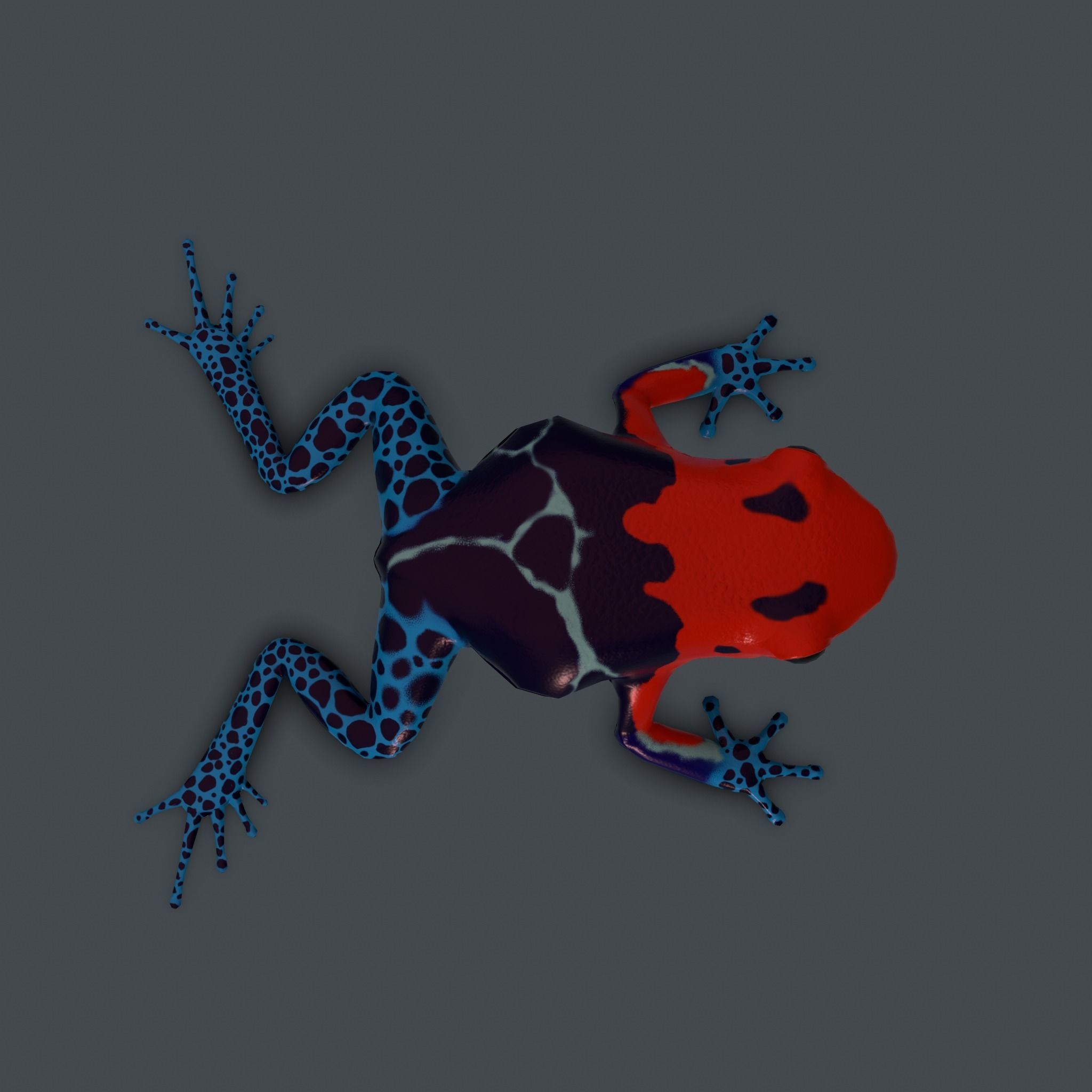 3D model Dart frog VR / AR / low-poly | CGTrader