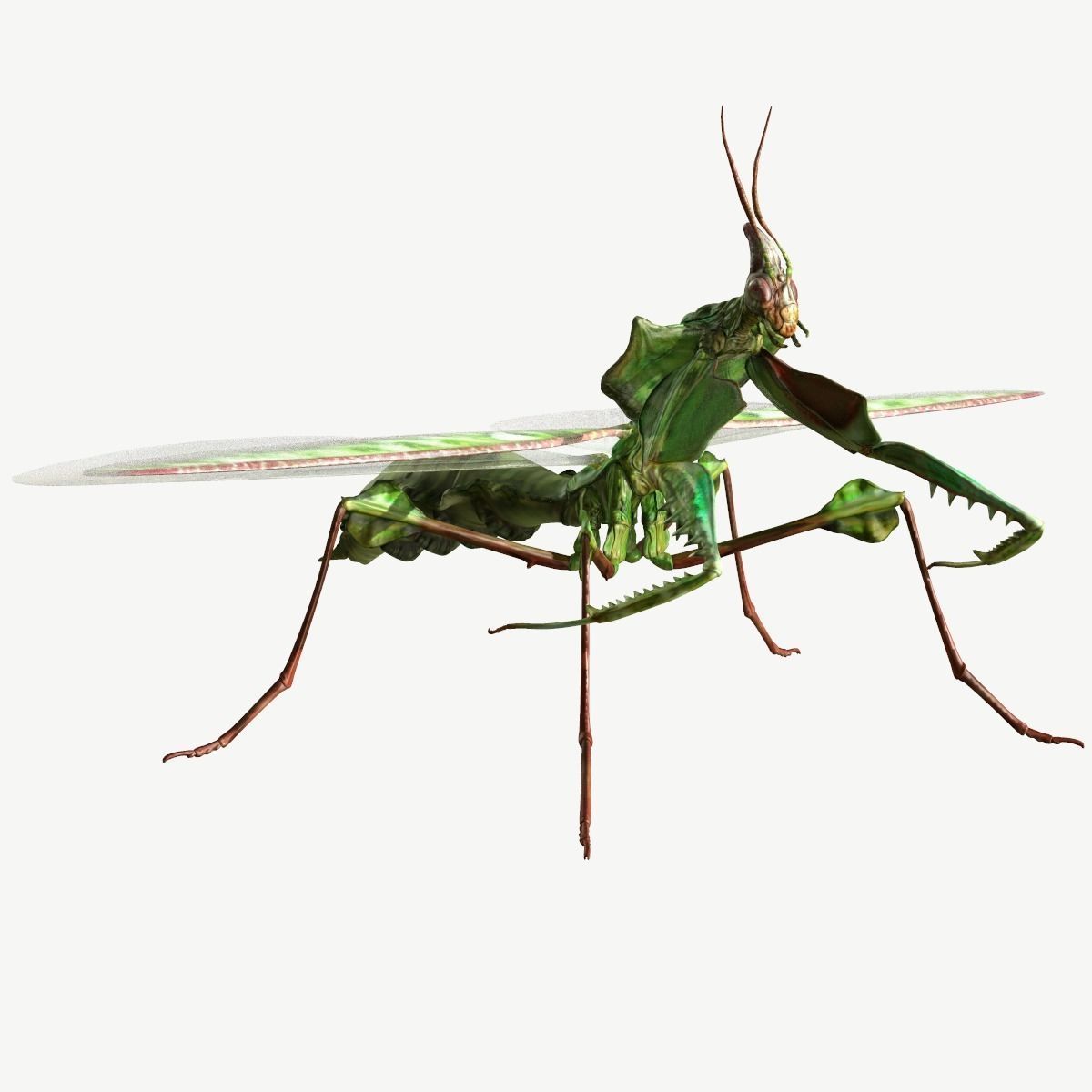 3D model Giant Devils Flower Mantis VR / AR / low-poly | CGTrader