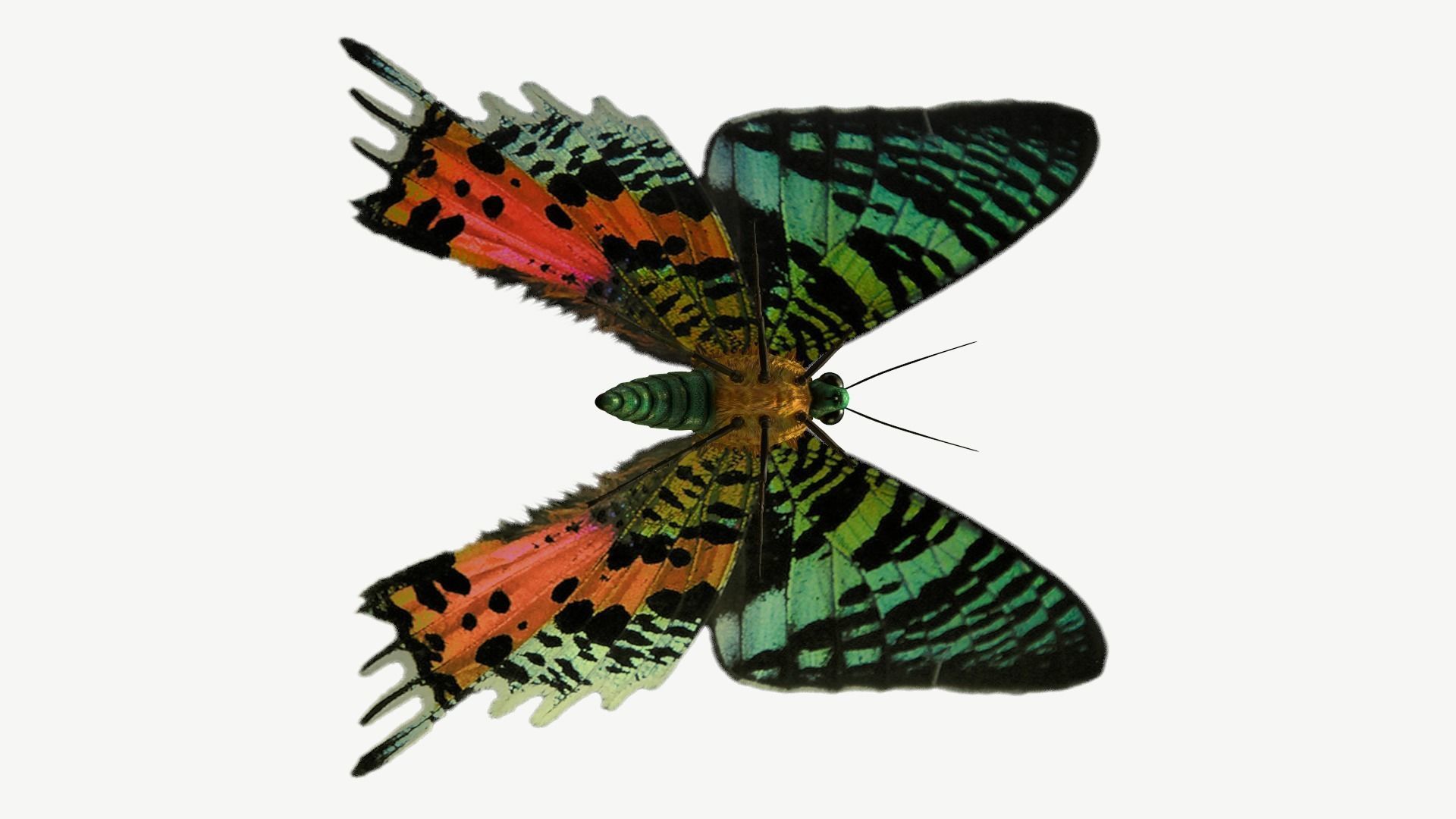 3D model Madagascan Sunset Moth VR / AR / low-poly | CGTrader