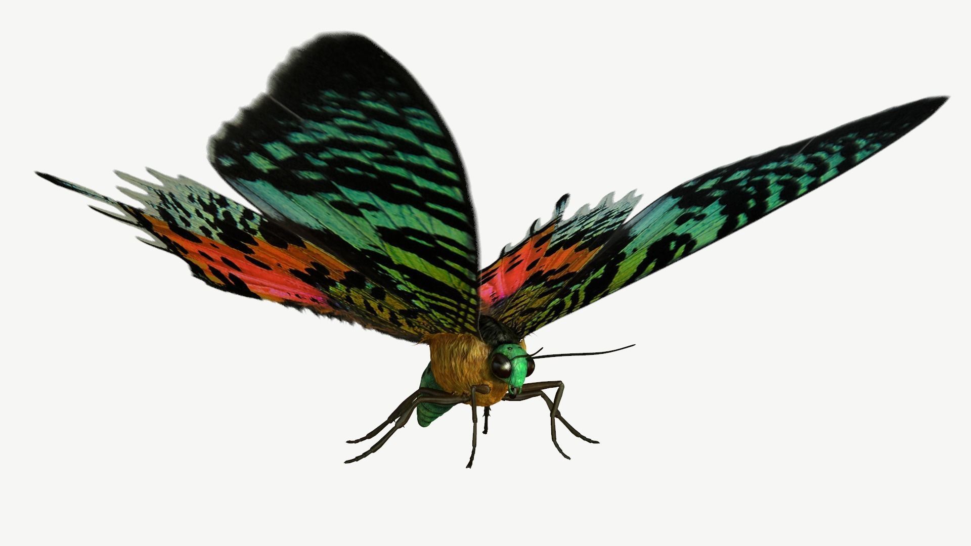 3D model Madagascan Sunset Moth VR / AR / low-poly | CGTrader
