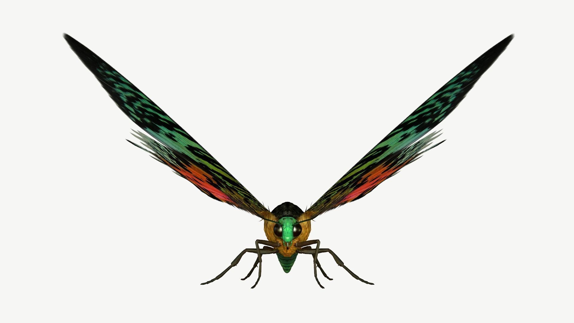 3D model Madagascan Sunset Moth VR / AR / low-poly | CGTrader