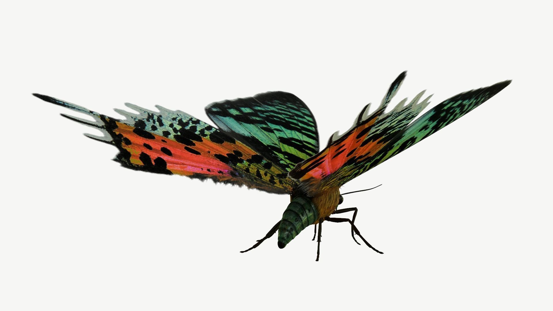 3D model Madagascan Sunset Moth VR / AR / low-poly | CGTrader