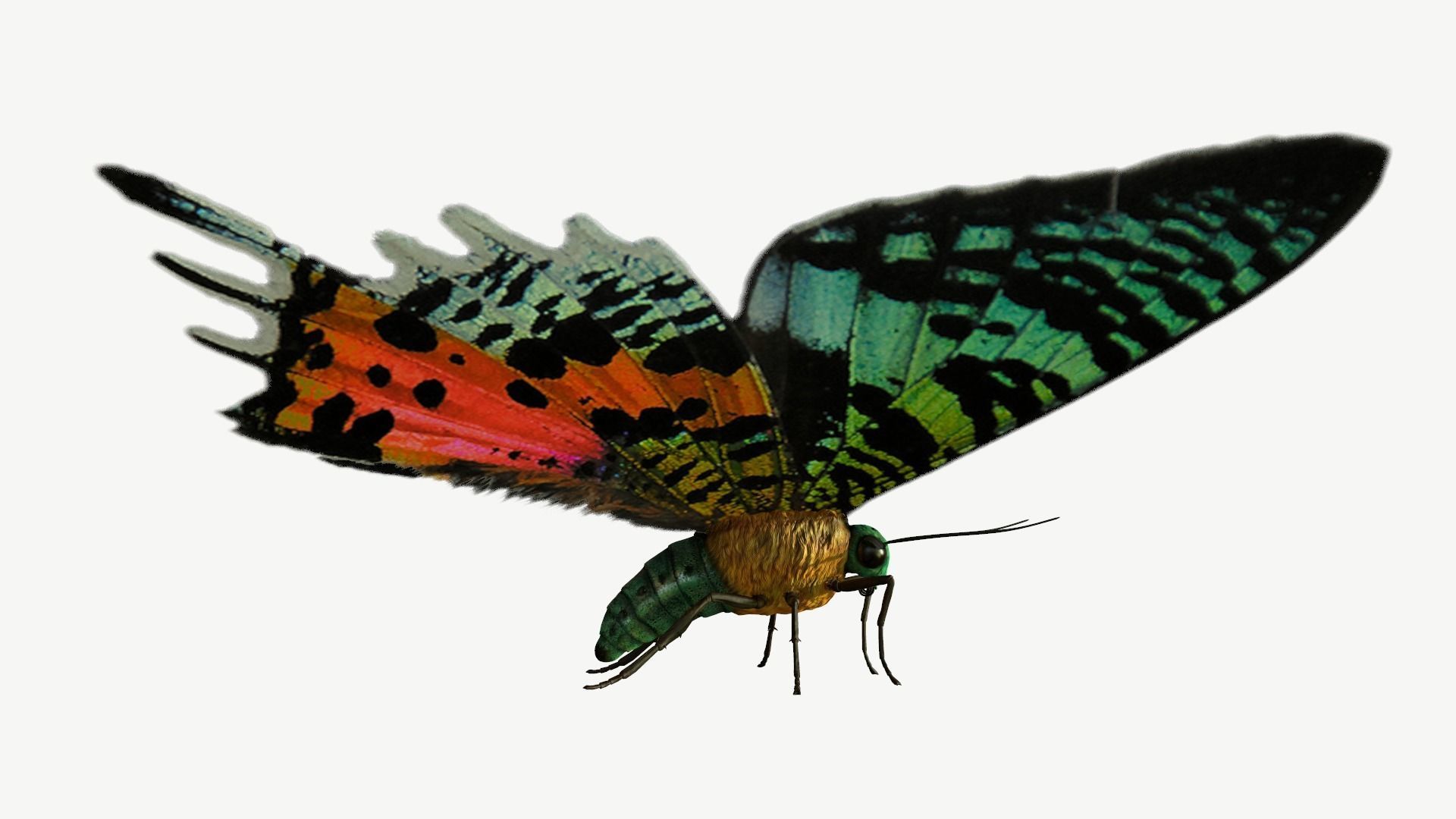 3D model Madagascan Sunset Moth VR / AR / low-poly | CGTrader