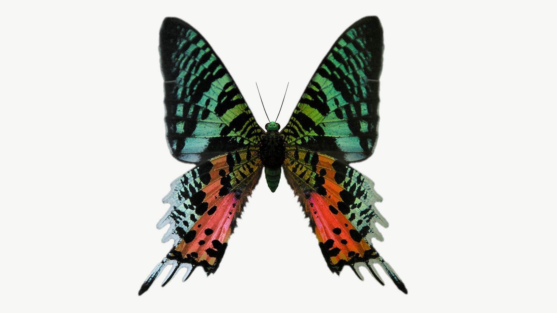 3D model Madagascan Sunset Moth VR / AR / low-poly | CGTrader
