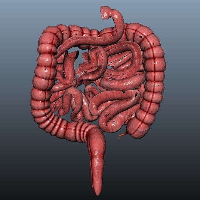 3D model Cross Section Human Intestines VR / AR / low-poly rigged ...
