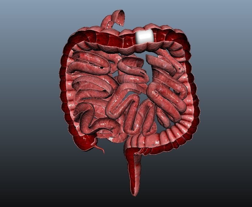 3D model Cross Section Human Intestines VR / AR / low-poly rigged ...