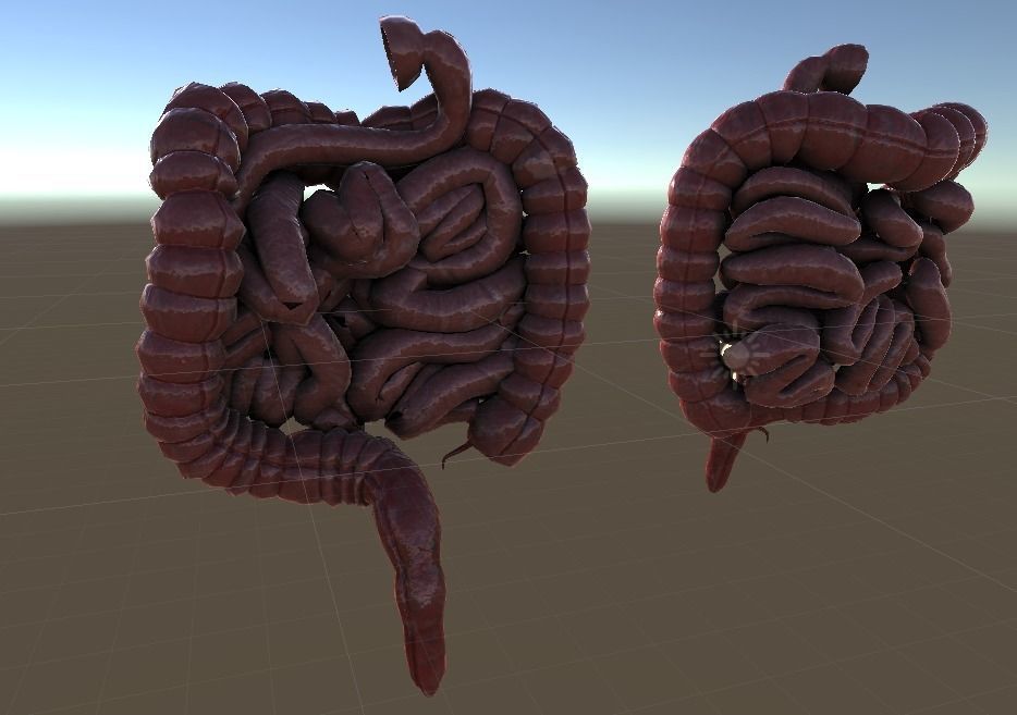 3D model Human Intestines VR / AR / low-poly rigged animated | CGTrader