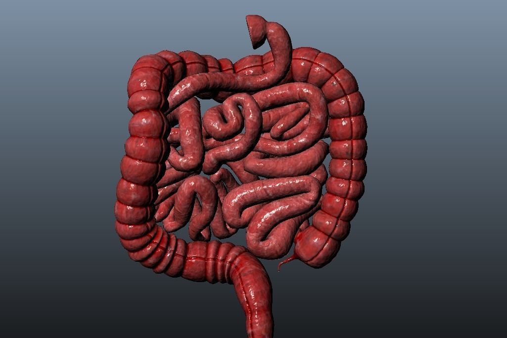 3D model Human Intestines VR / AR / low-poly rigged animated | CGTrader