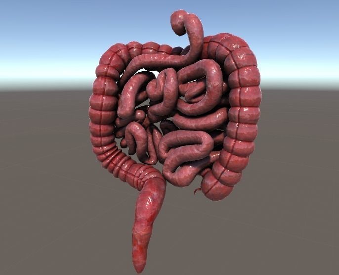 3D model Human Intestines VR / AR / low-poly rigged animated | CGTrader