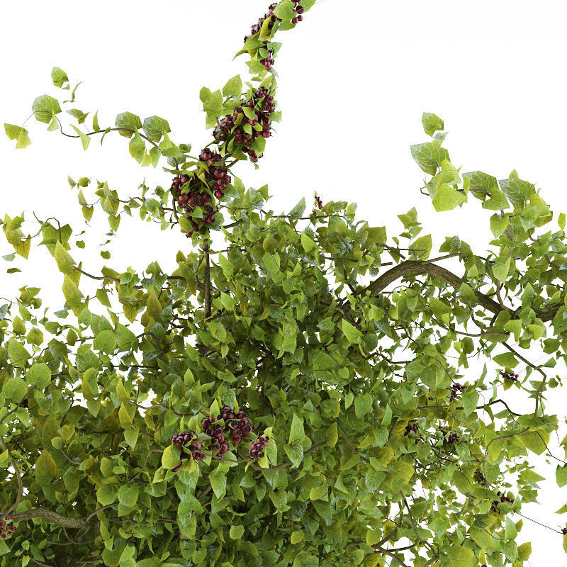 Bush with berries 3D model | CGTrader