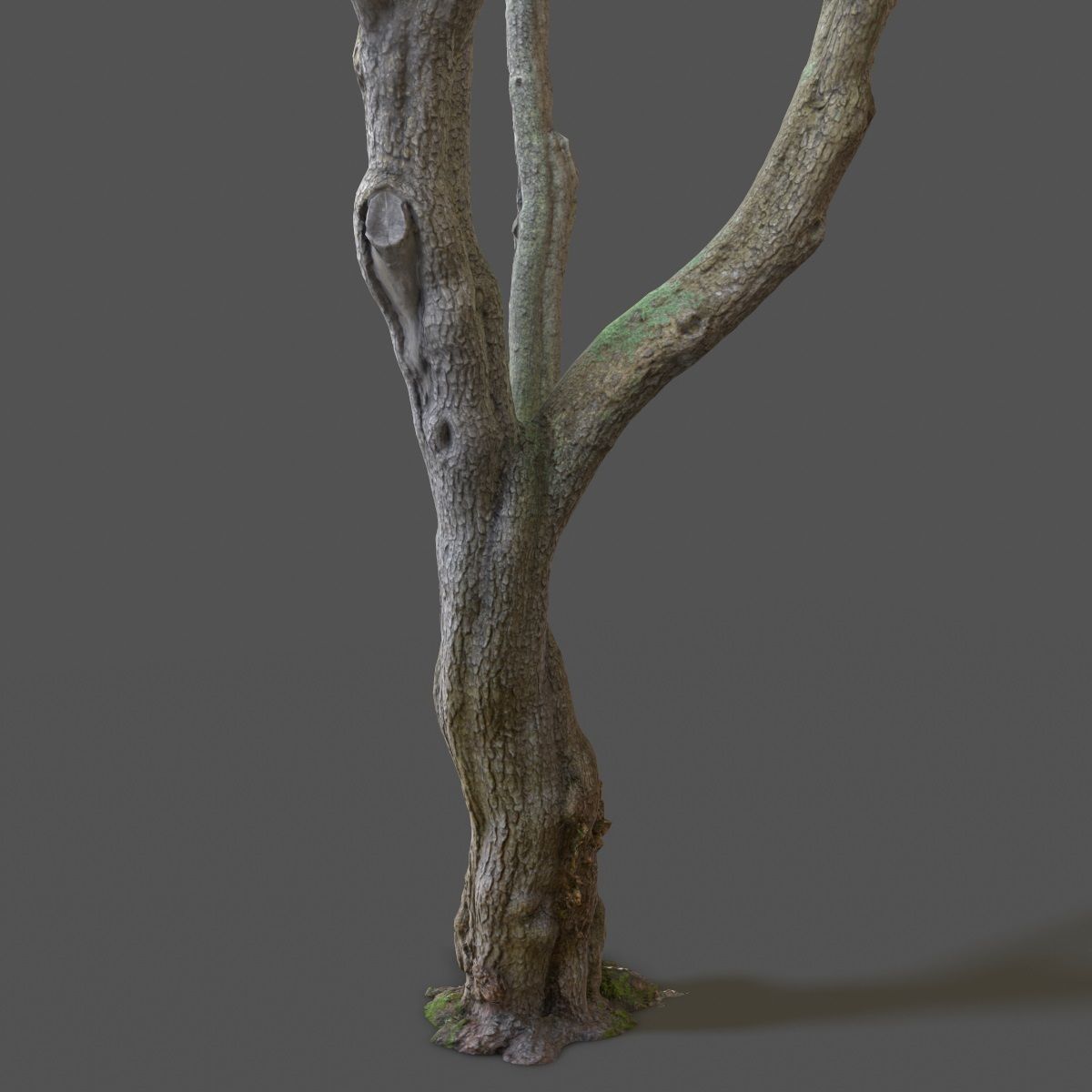 3D model Photorealistic Tree Model 2 VR / AR / low-poly | CGTrader