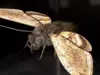 3D model Moth insect VR / AR / low-poly | CGTrader