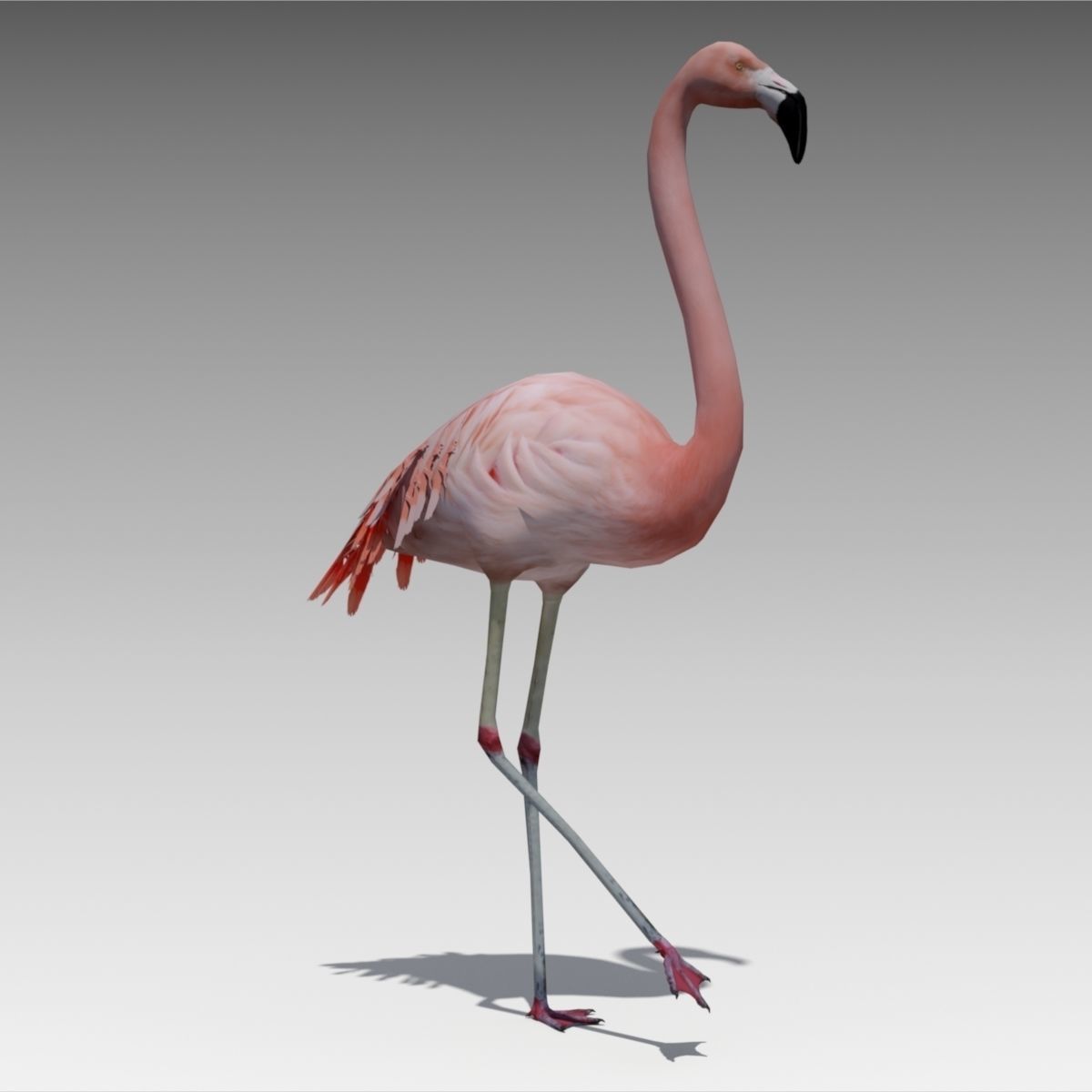 3D model Flamingo Animated VR / AR / low-poly rigged animated | CGTrader
