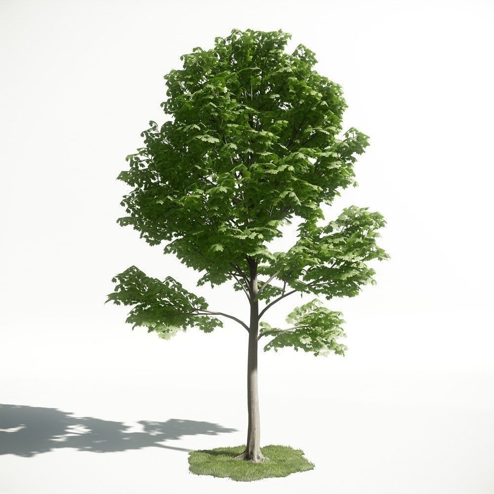 Tree 28 amce1 3D model | CGTrader