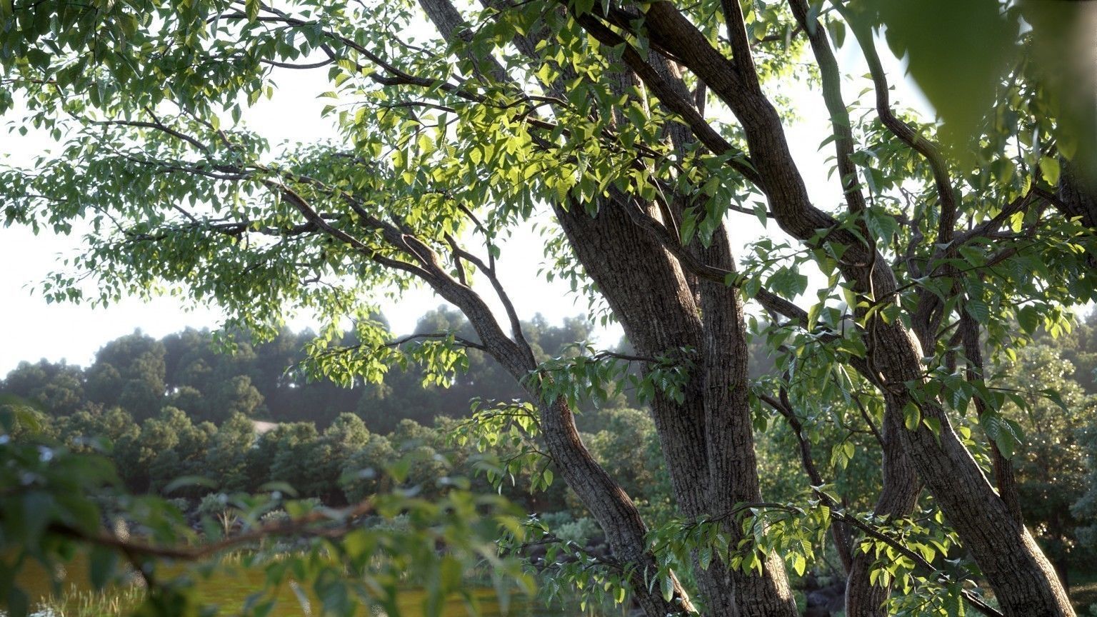 Archmodels for Corona vol 1 - trees and plants 3D model | CGTrader