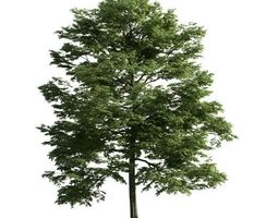 Greenery 3D Models | Download 3D Greenery files | CGTrader.com