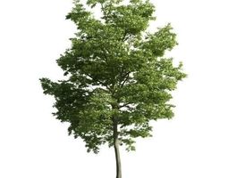 Greenery 3D Models | Download 3D Greenery files | CGTrader.com