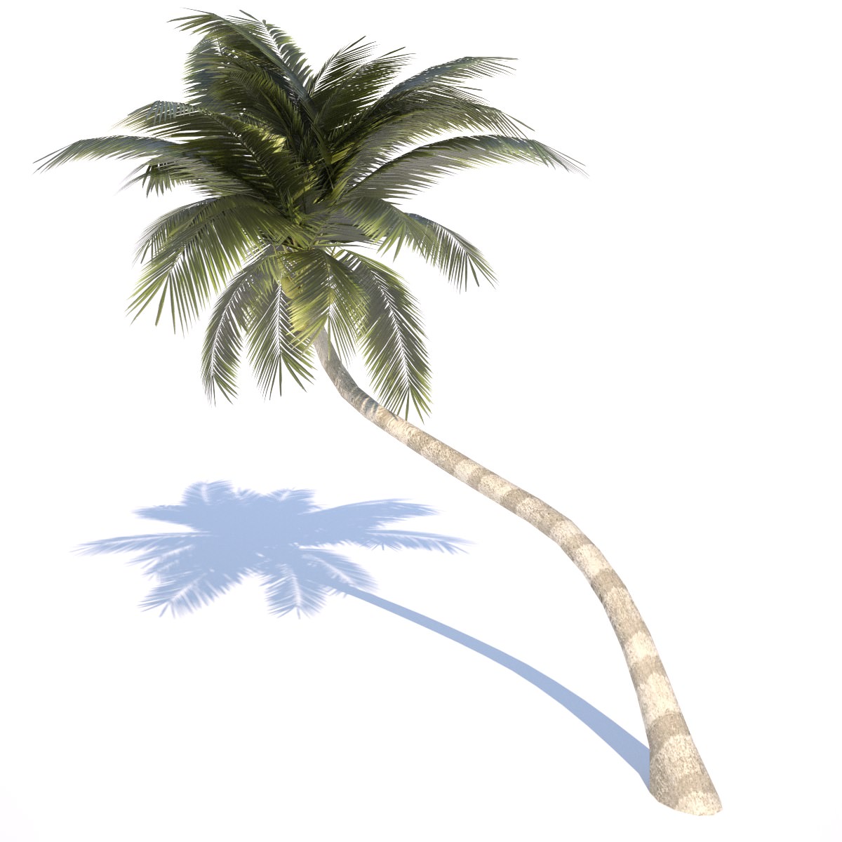 3D model Coconut Tree - 02 med poly VR / AR / low-poly | CGTrader
