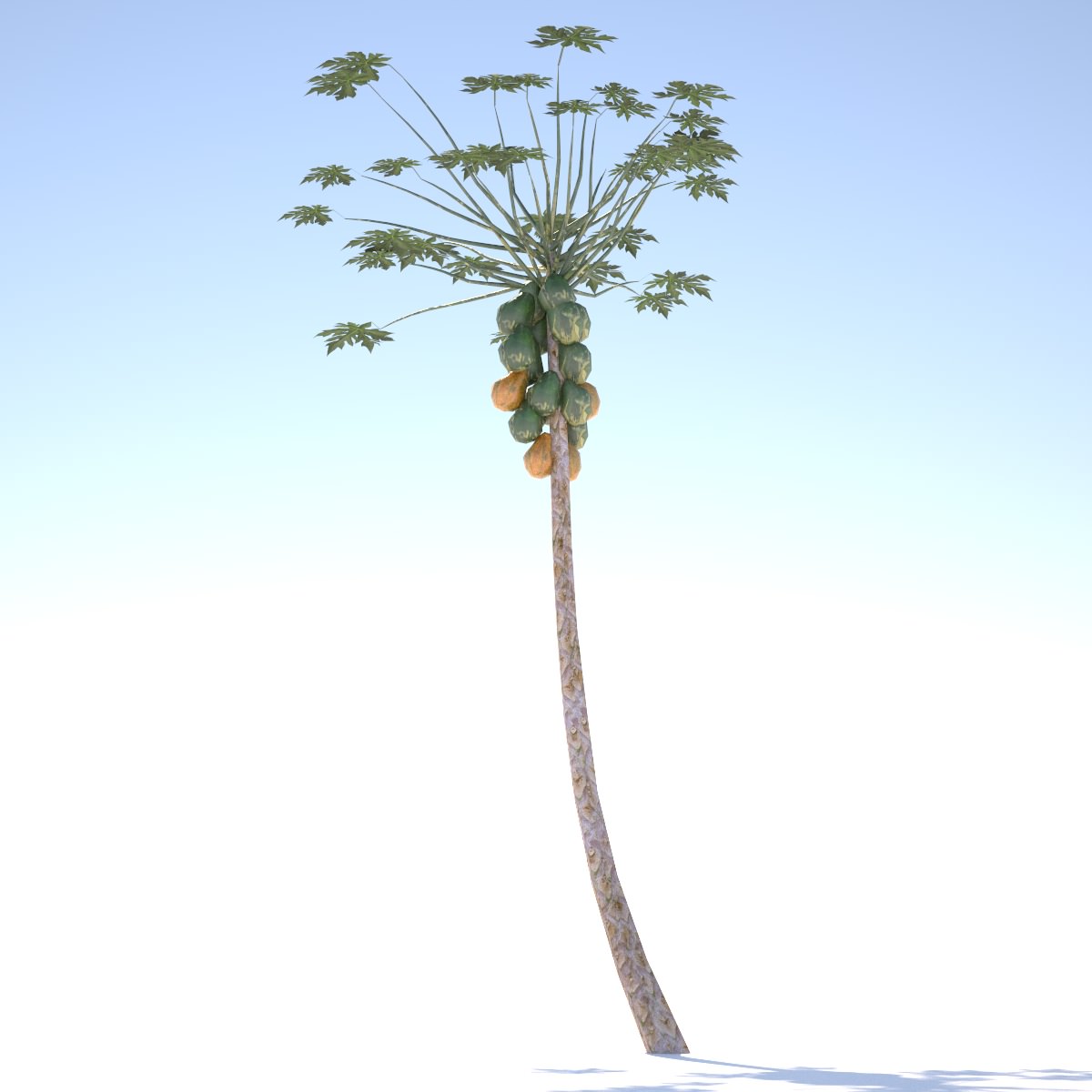 3D model Papaya Tree - 02 med poly VR / AR / low-poly rigged | CGTrader