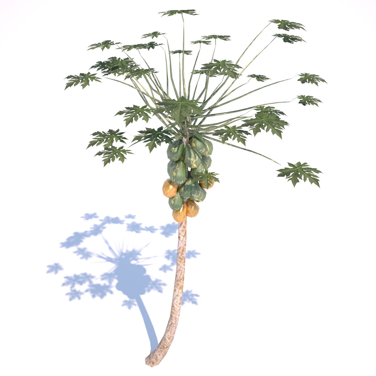 3D model Papaya Tree - 02 med poly VR / AR / low-poly rigged | CGTrader