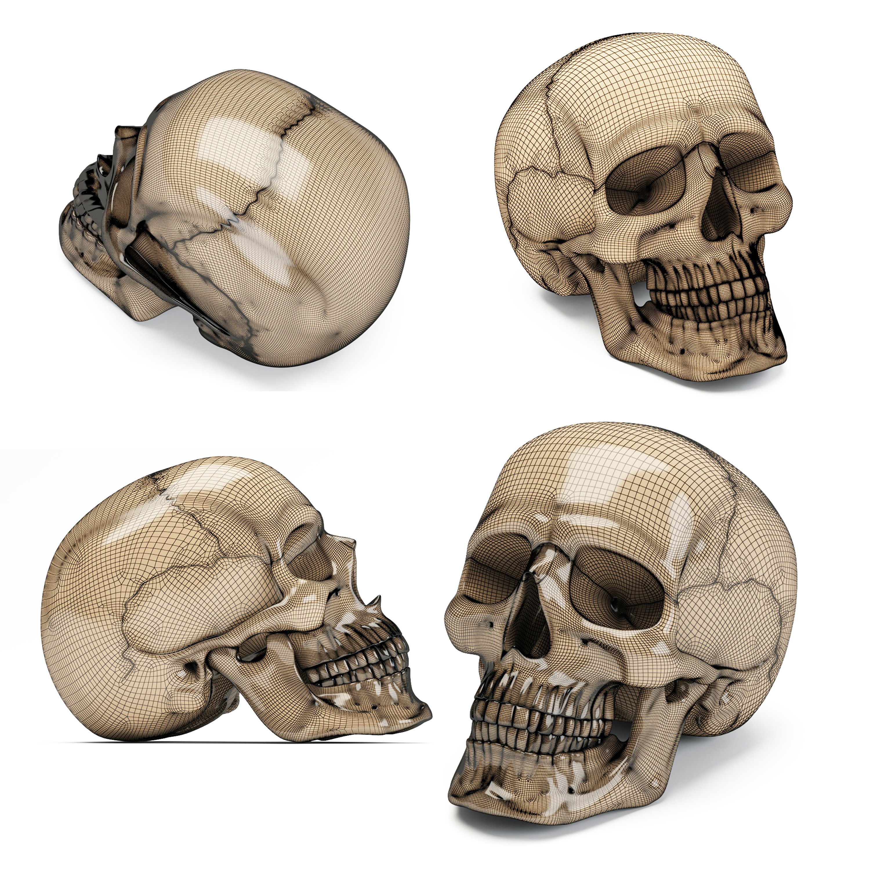scull 3D model 3D printable | CGTrader
