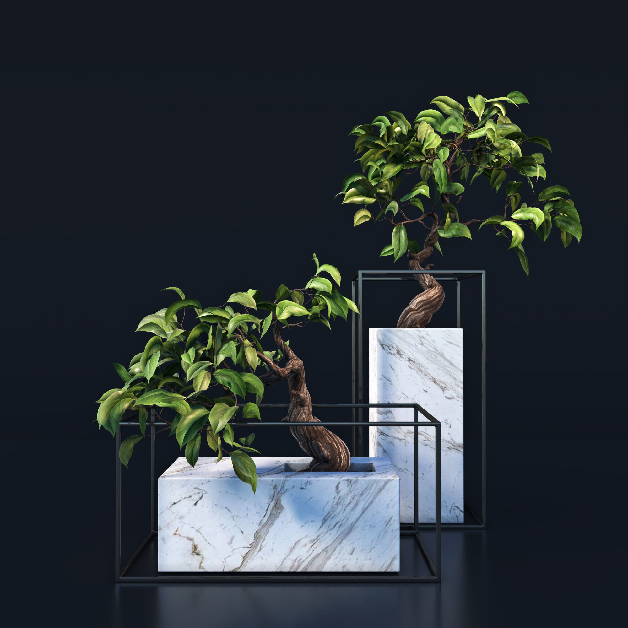 Bonsai trees 3D model | CGTrader