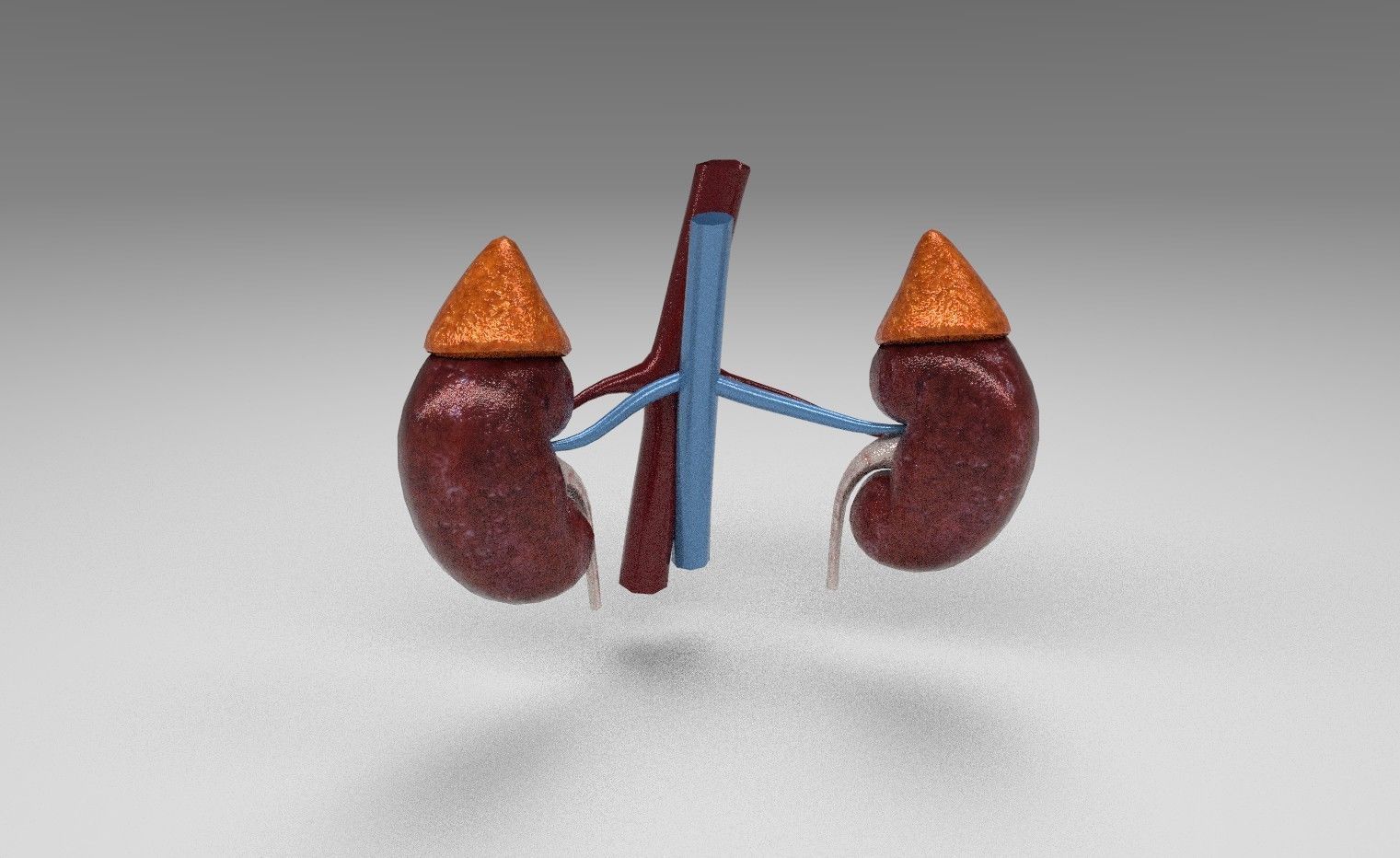 3D model Human Kidneys VR / AR / low-poly | CGTrader