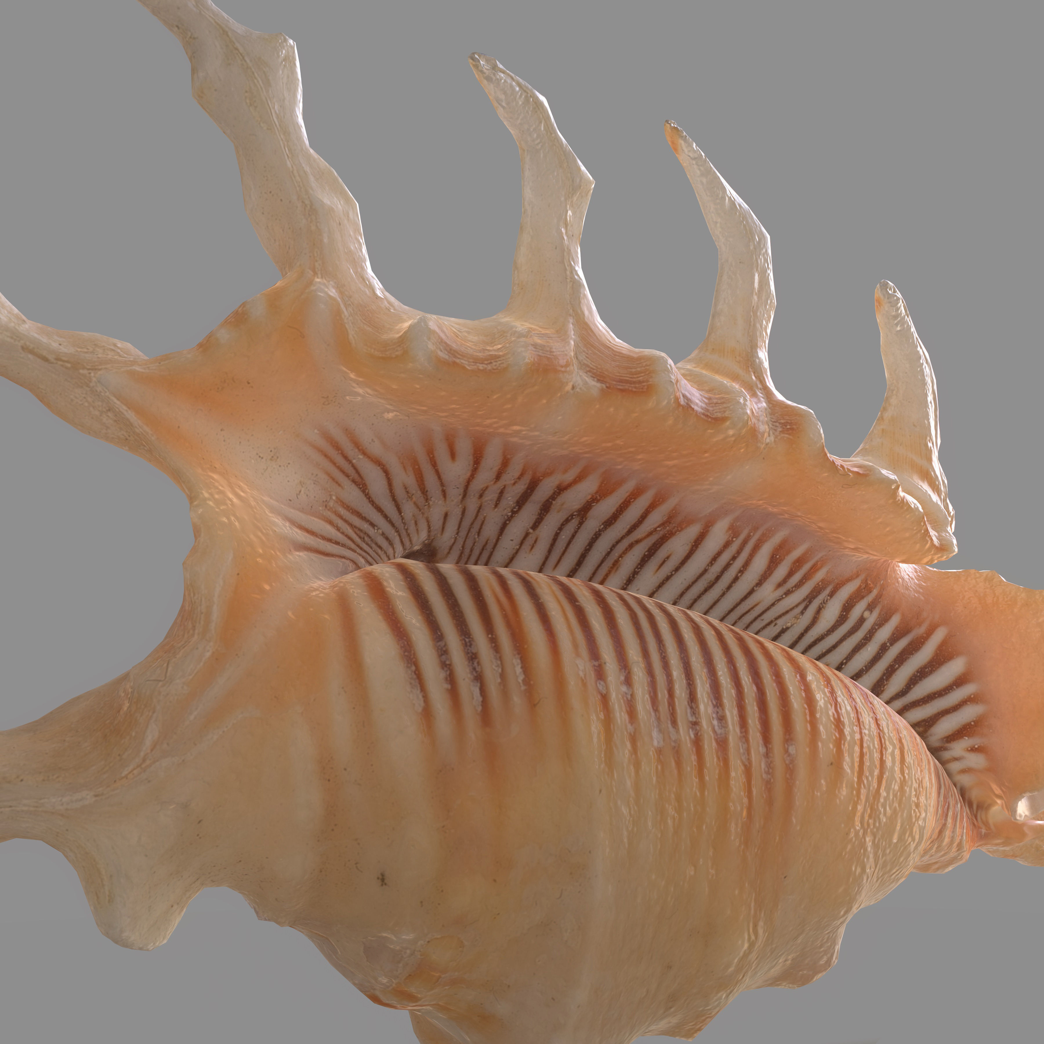 3D model 6 Sea Shell Collection Photorealistic VR / AR / low-poly ...