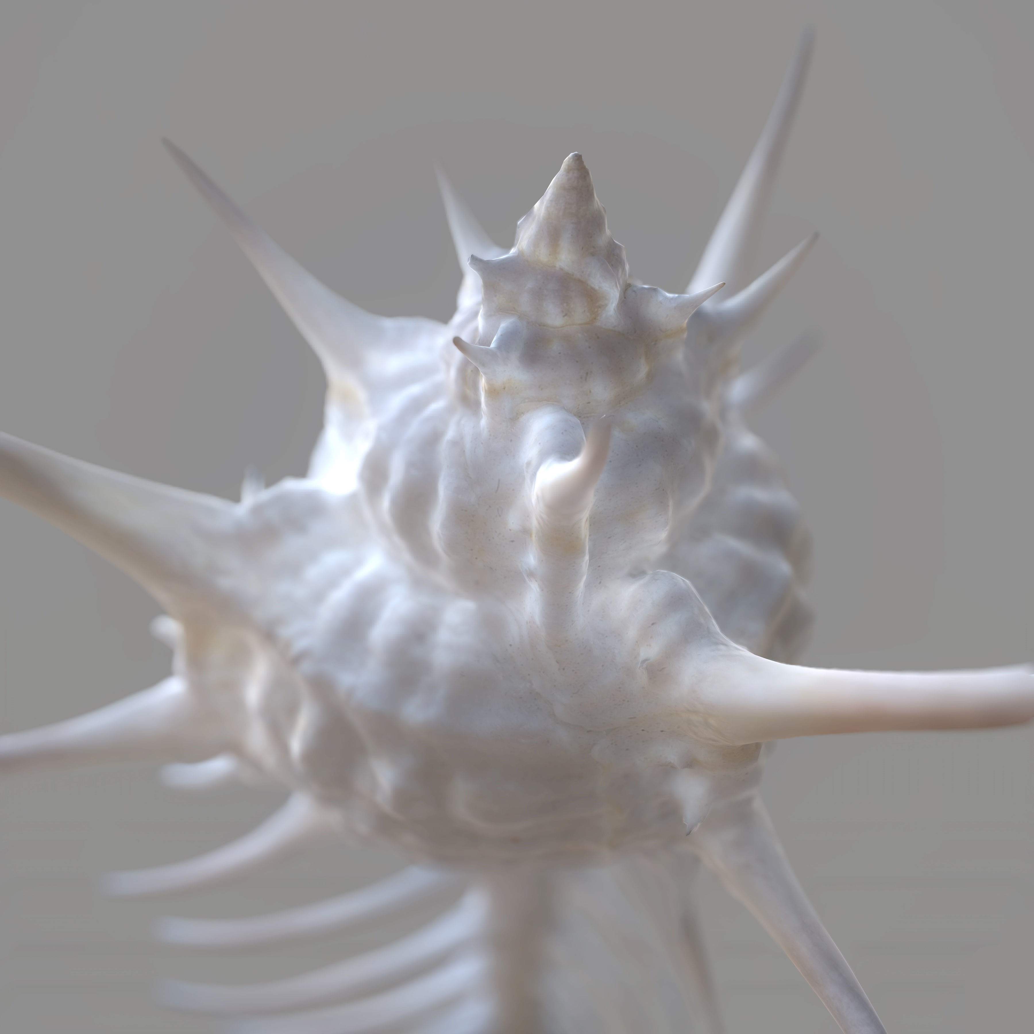 3D model 6 Sea Shell Collection Photorealistic VR / AR / low-poly ...