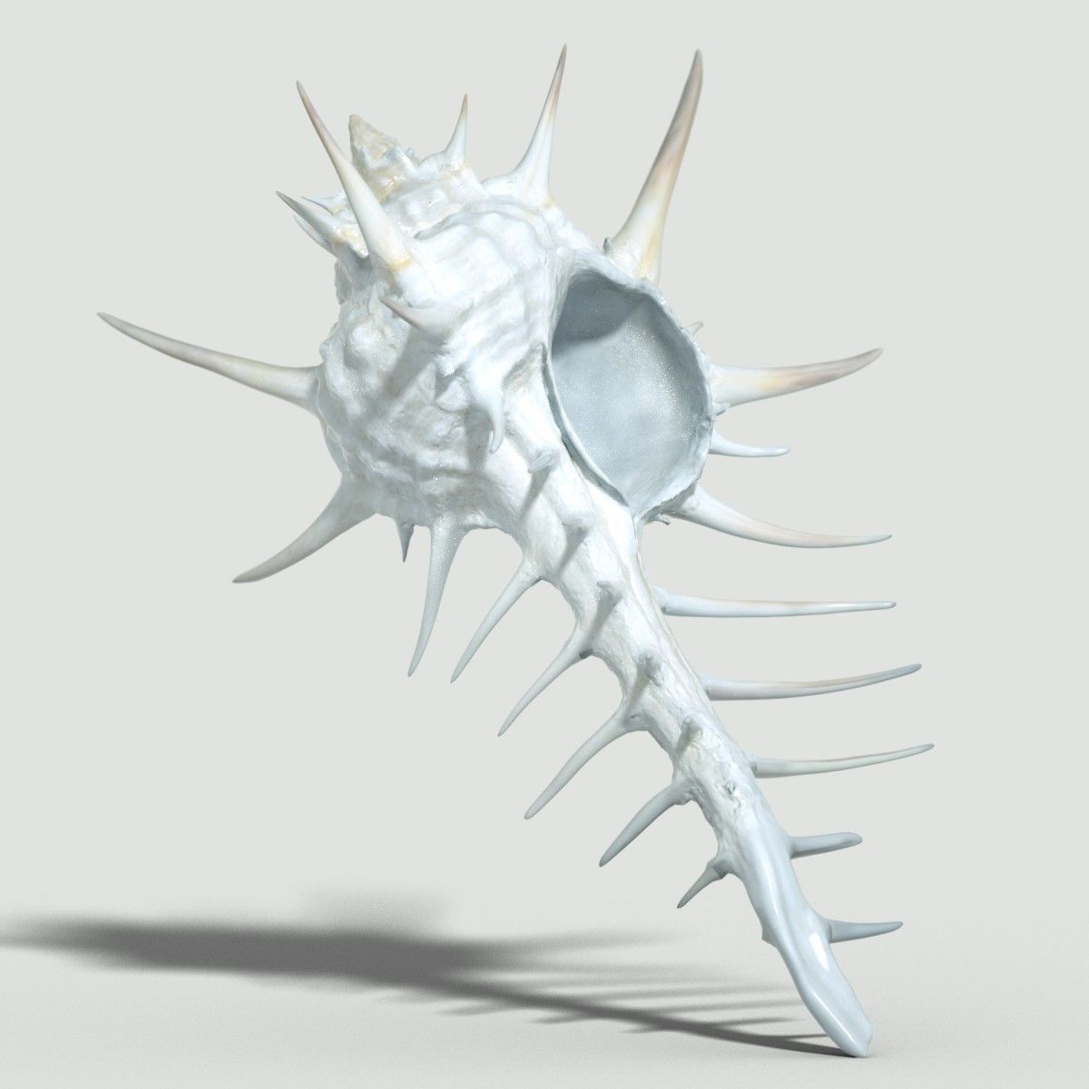 3D model 6 Sea Shell Collection Photorealistic VR / AR / low-poly ...