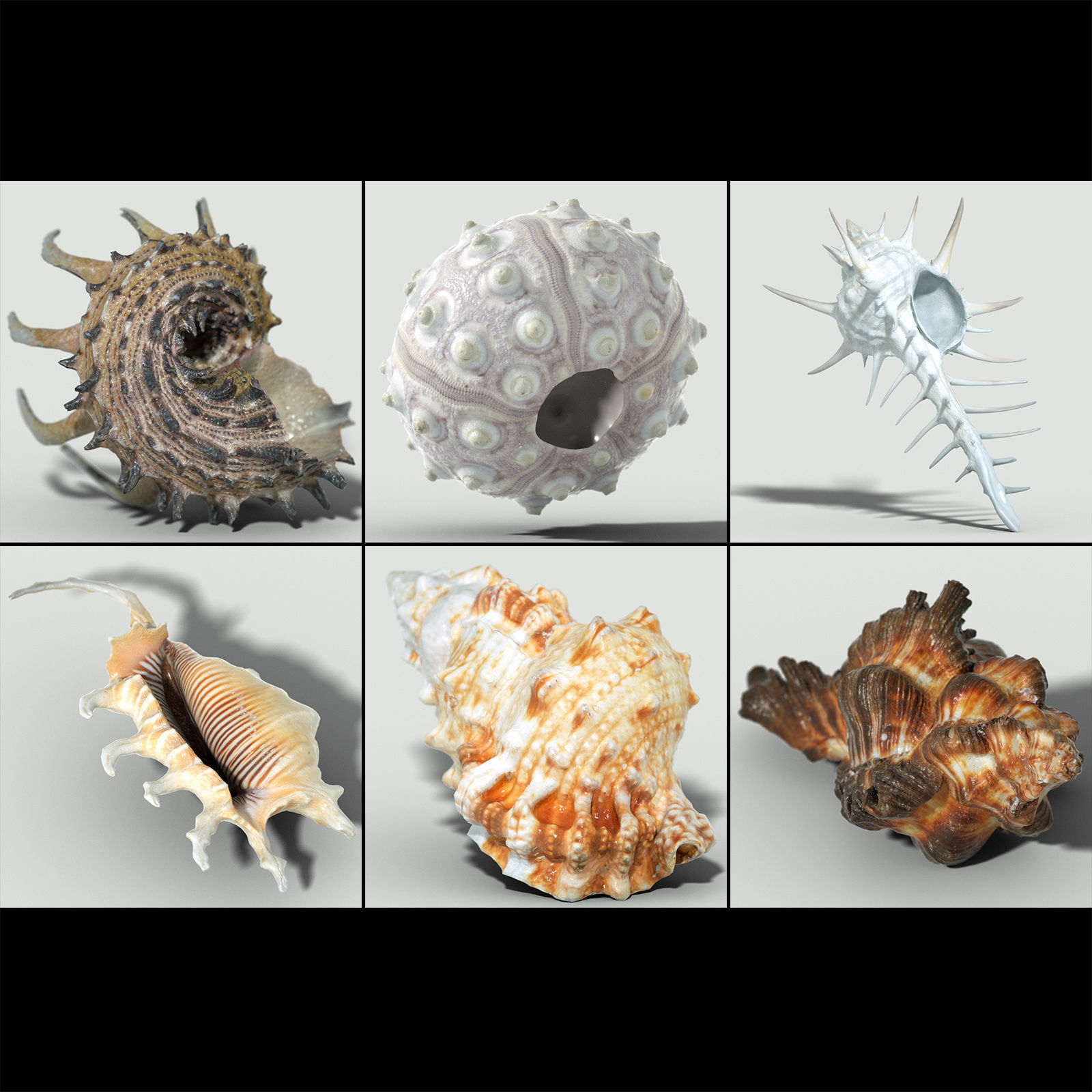 3D model 6 Sea Shell Collection Photorealistic VR / AR / low-poly ...