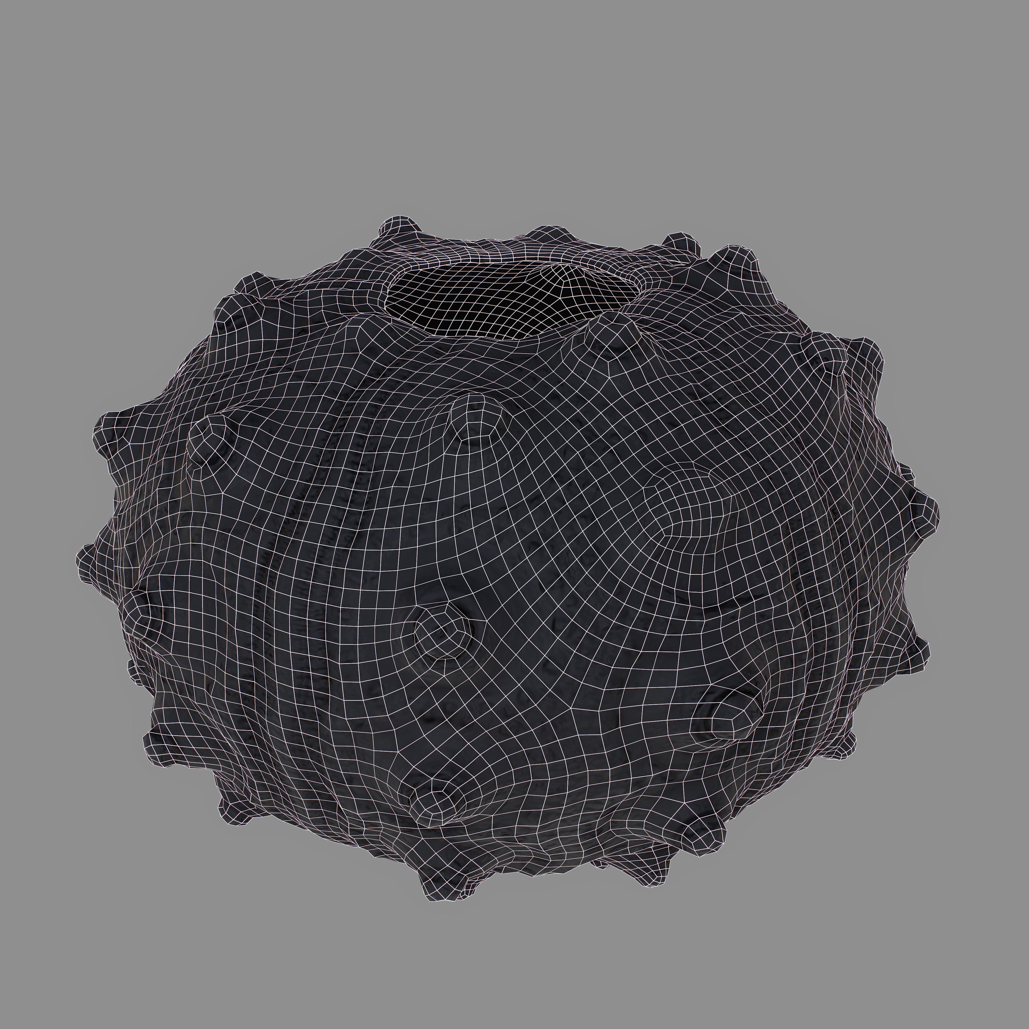 3D model 6 Sea Shell Collection Photorealistic VR / AR / low-poly ...