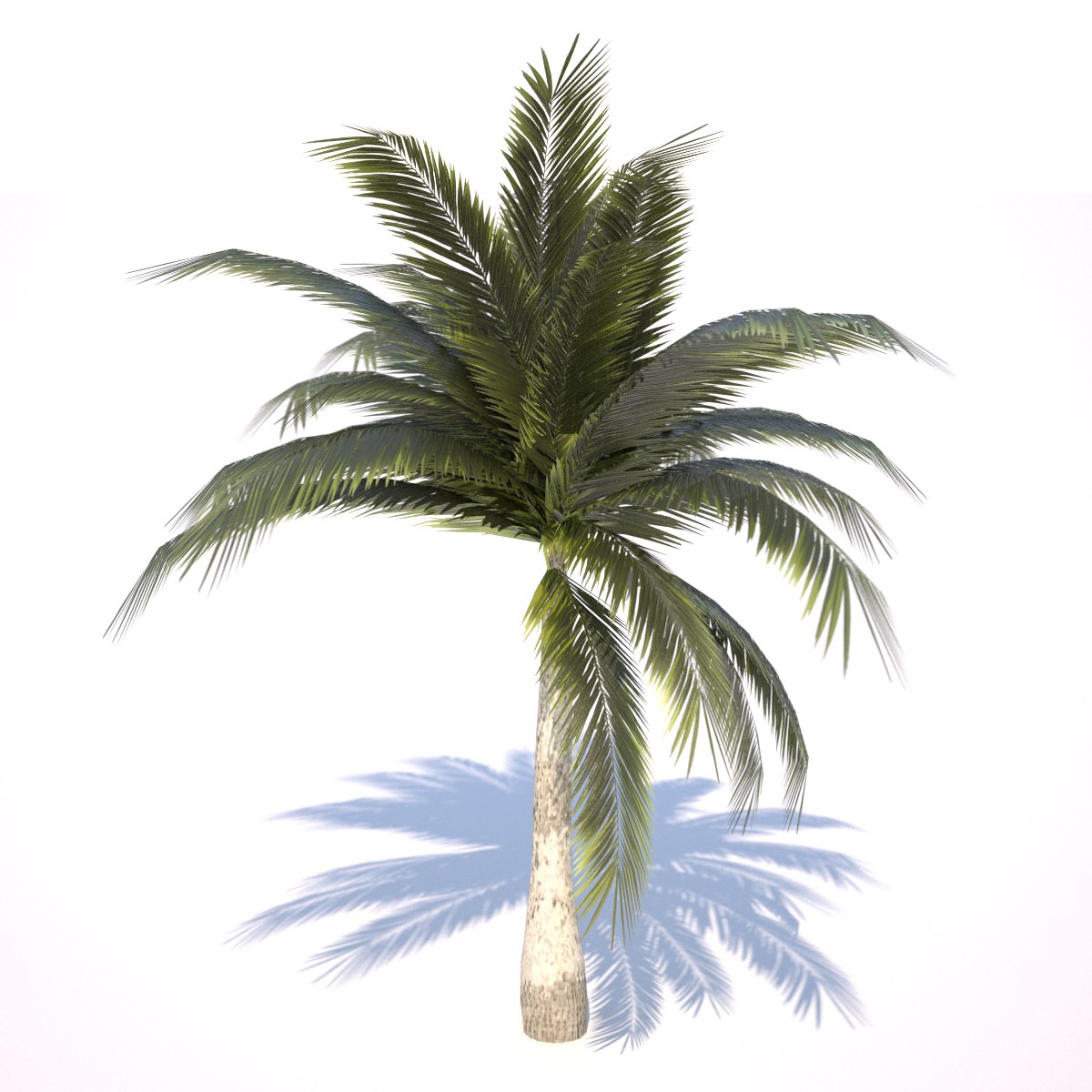 3D model Coconut Palm Tree - 03 med poly VR / AR / low-poly | CGTrader