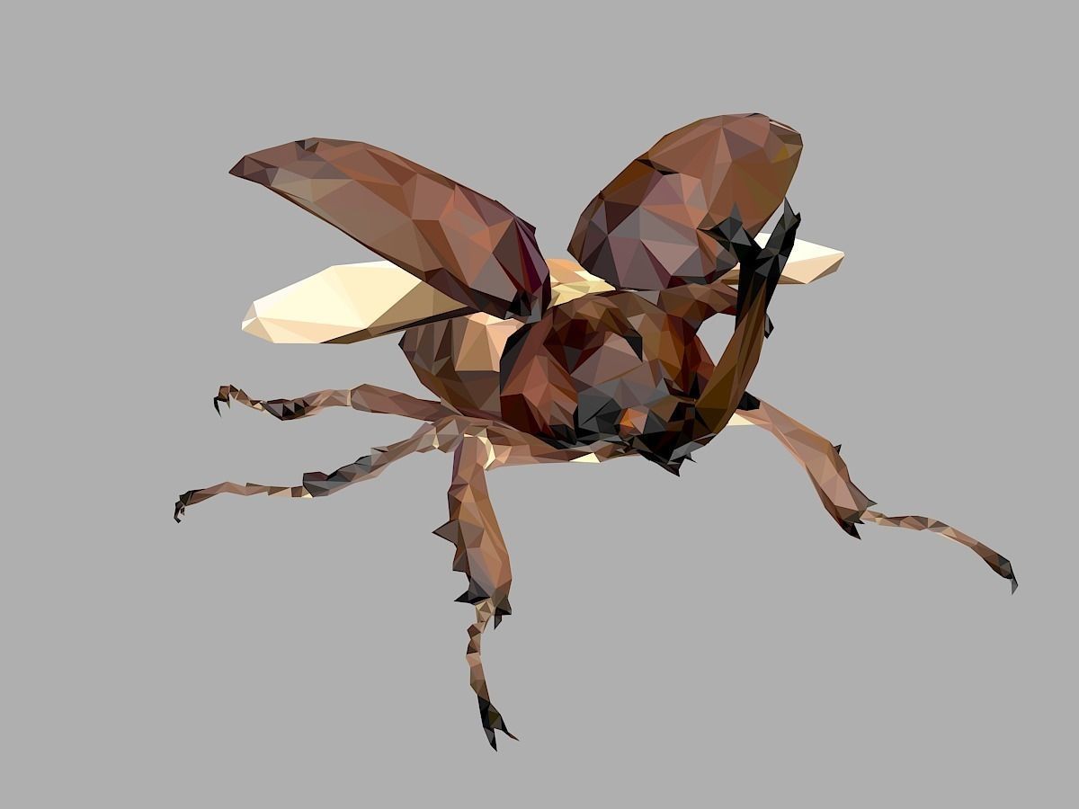 3D model Chafer Beetle Low Polygon Art Insect VR / AR / low-poly | CGTrader