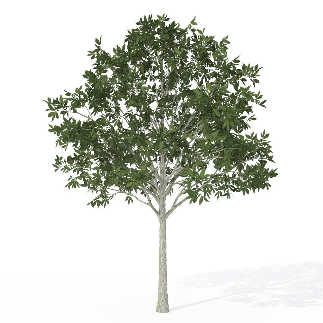 XfrogPlants Shagbark Hickory 3D model | CGTrader