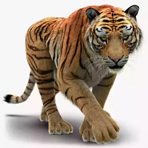 Tiger 3 FUR Rigged 3D model rigged | CGTrader