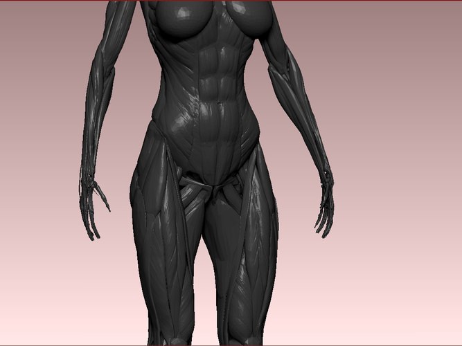 Female Anathomy 3D Model 3D Printable stl CGTrader