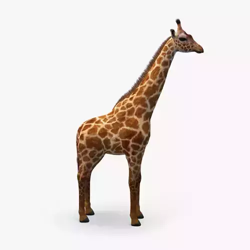 Giraffe free 3D model | CGTrader