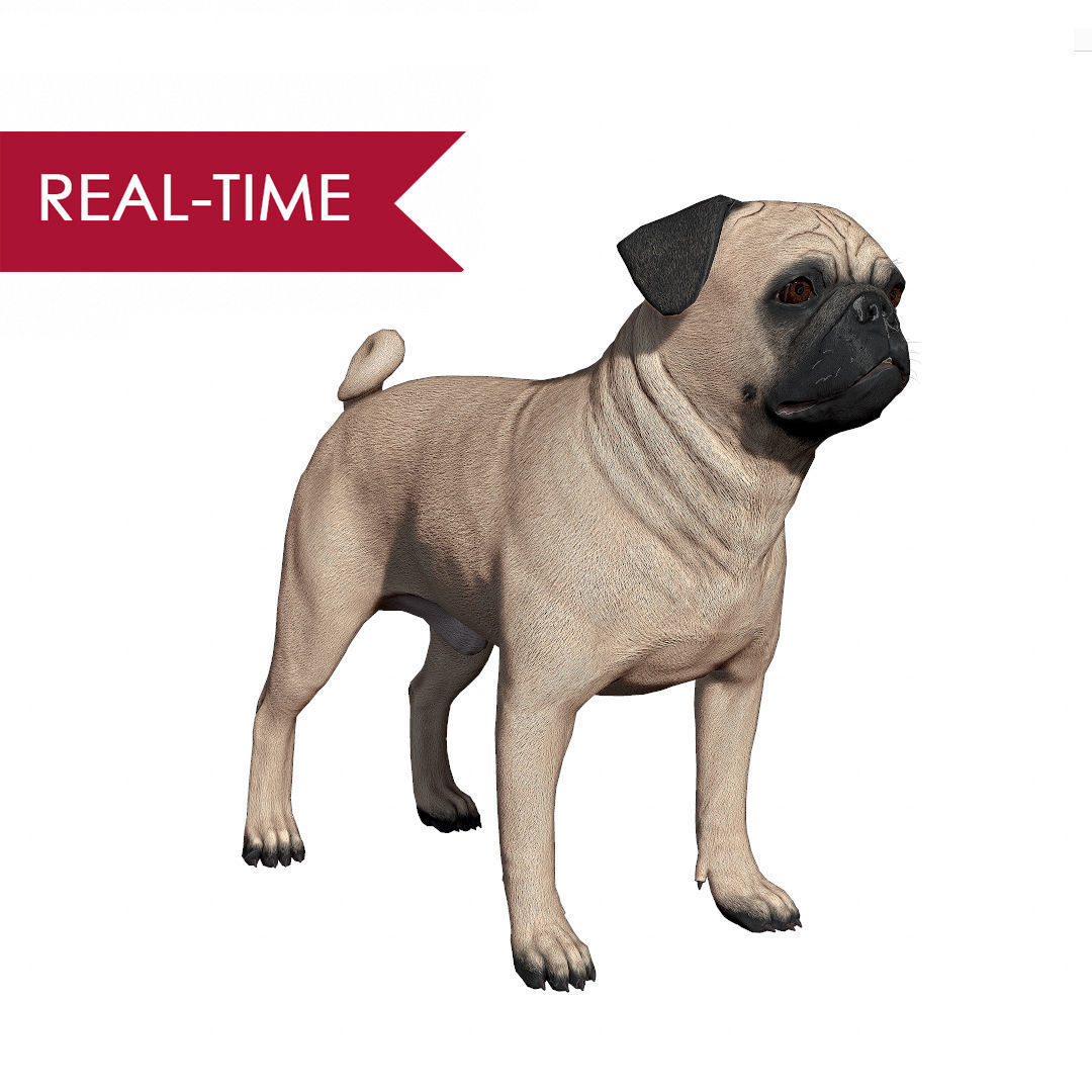 3D model Pug Real-Time VR / AR / low-poly | CGTrader
